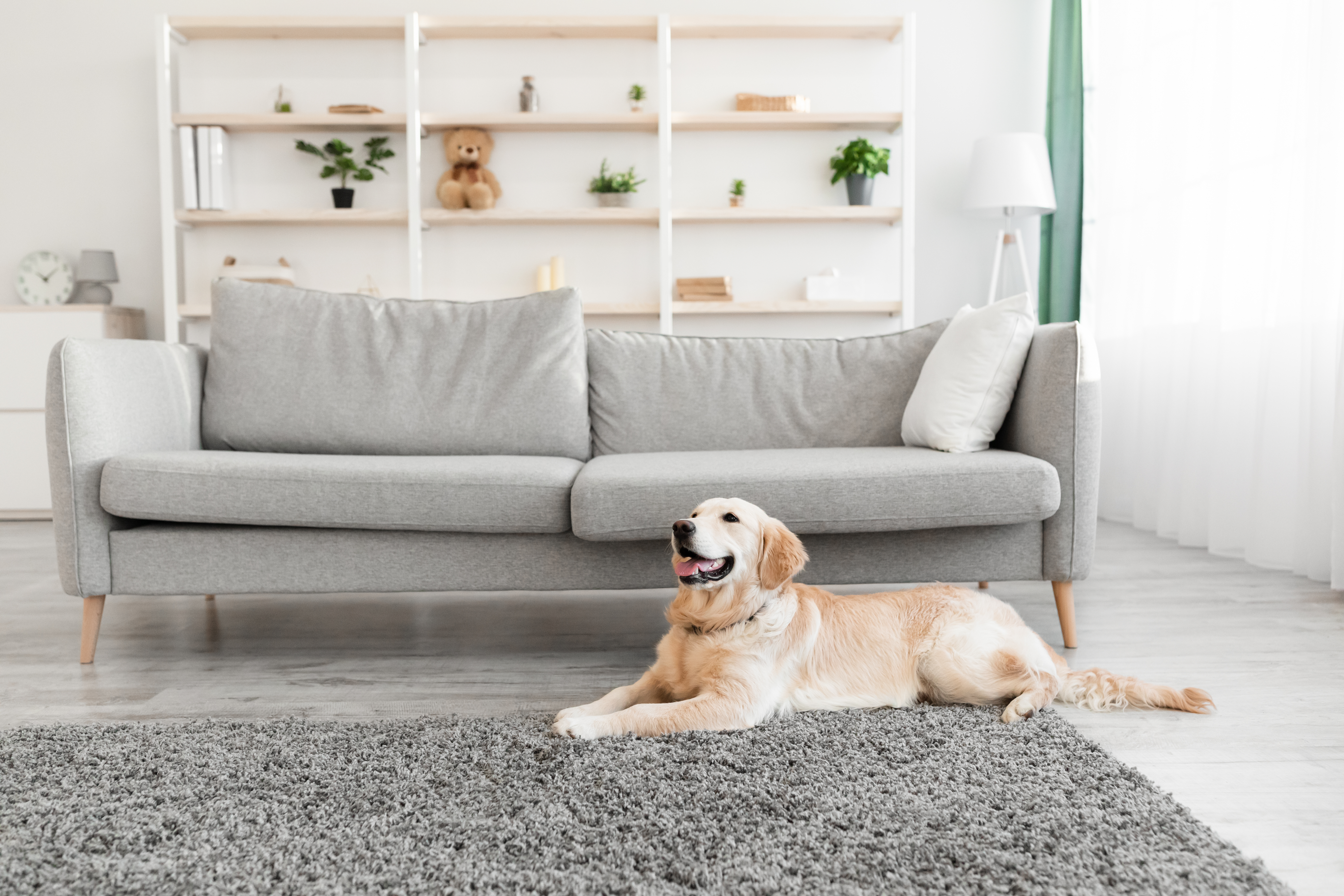 How To Make Your Holiday Let Dog Friendly